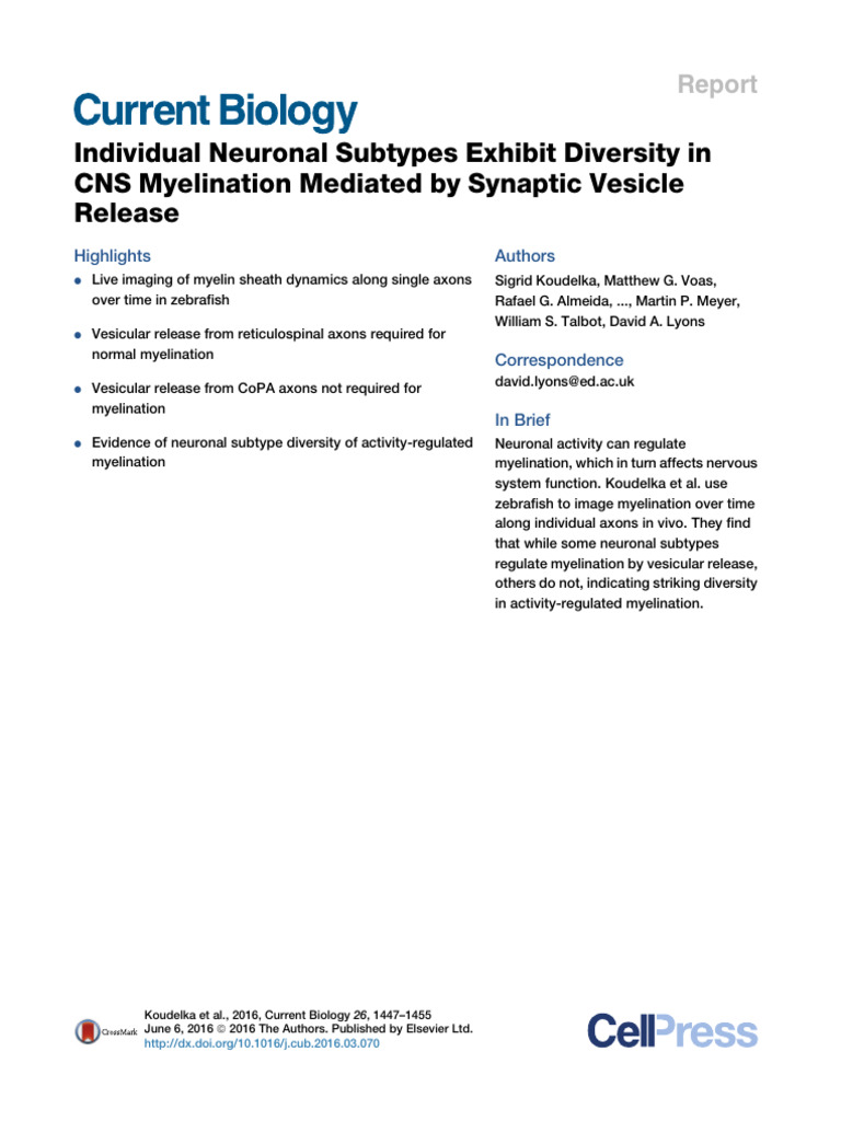 Individual Neuronal Subtypes Exhibit Diversity in CNS Myelination Mediated by Synaptic Vesicle ...