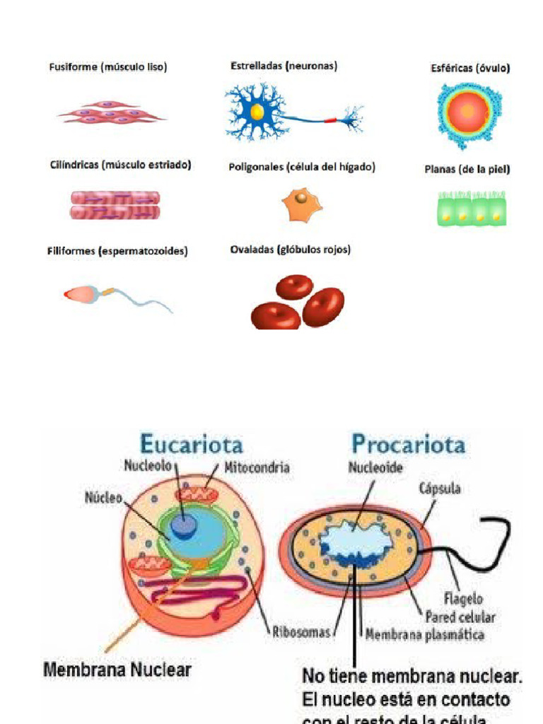 Celula-Formas y Clases | PDF