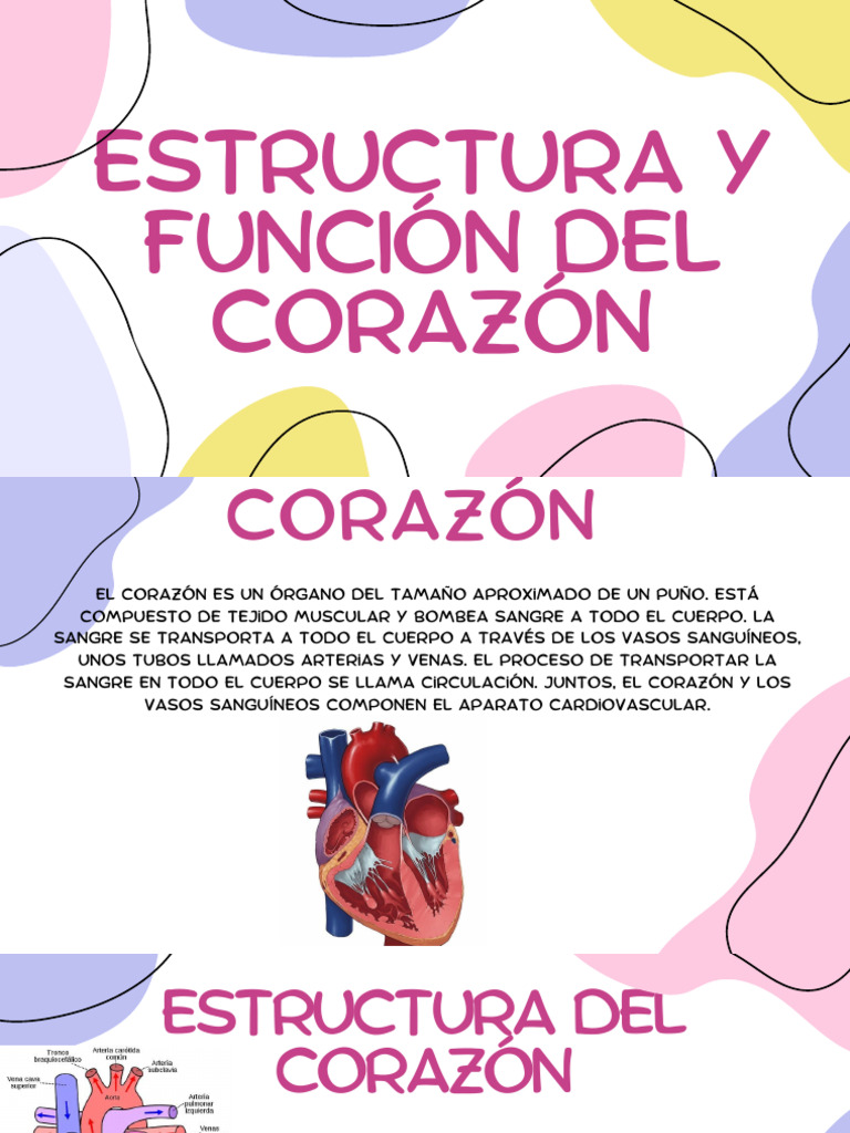 ESTRUCUTURA Y FUNCION DEL CORAZON | PDF | Corazón | Ventrículo (corazón)