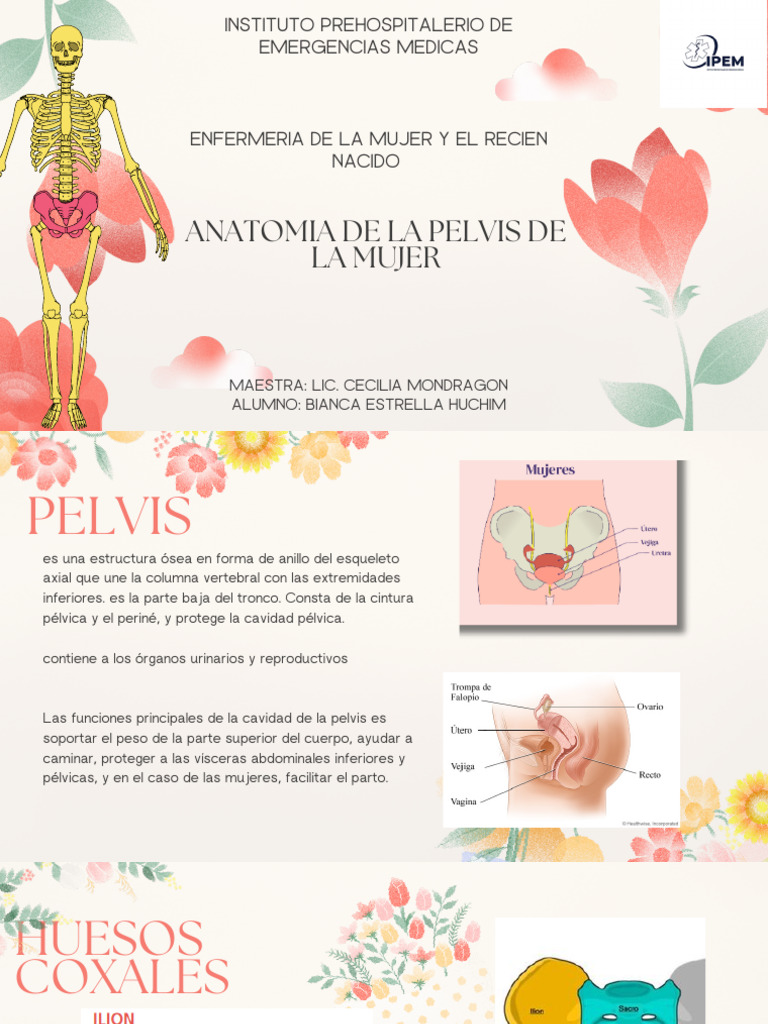Pelvis | Descargar gratis PDF | Pelvis | Anatomía