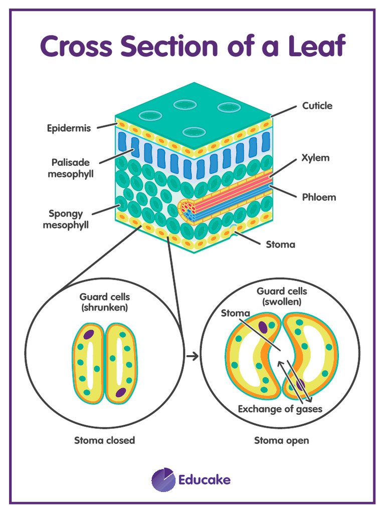 Leaf Cross Section Poster 20220228 | PDF