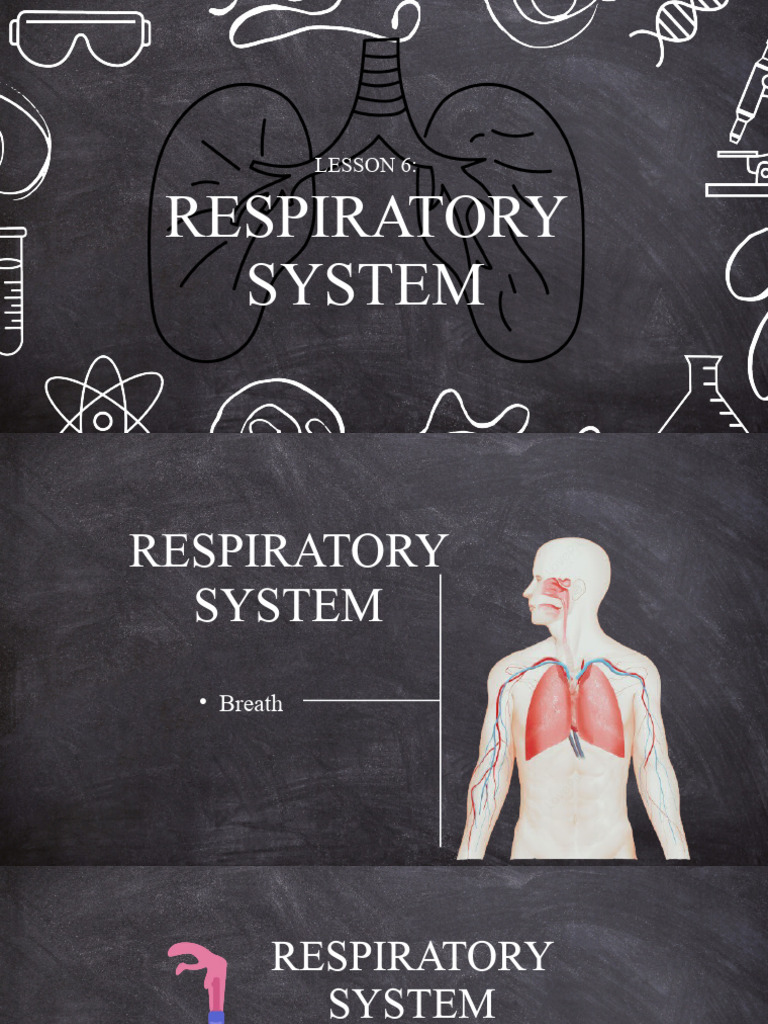 Respiratory System | Download Free PDF | Respiratory System | Lung