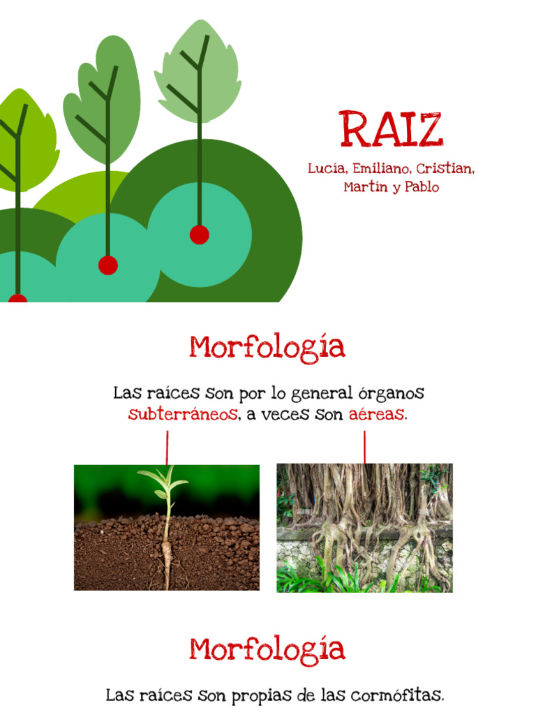 Copia de Nature Infographics by Slidesgo | PDF | Raíz | Plantas