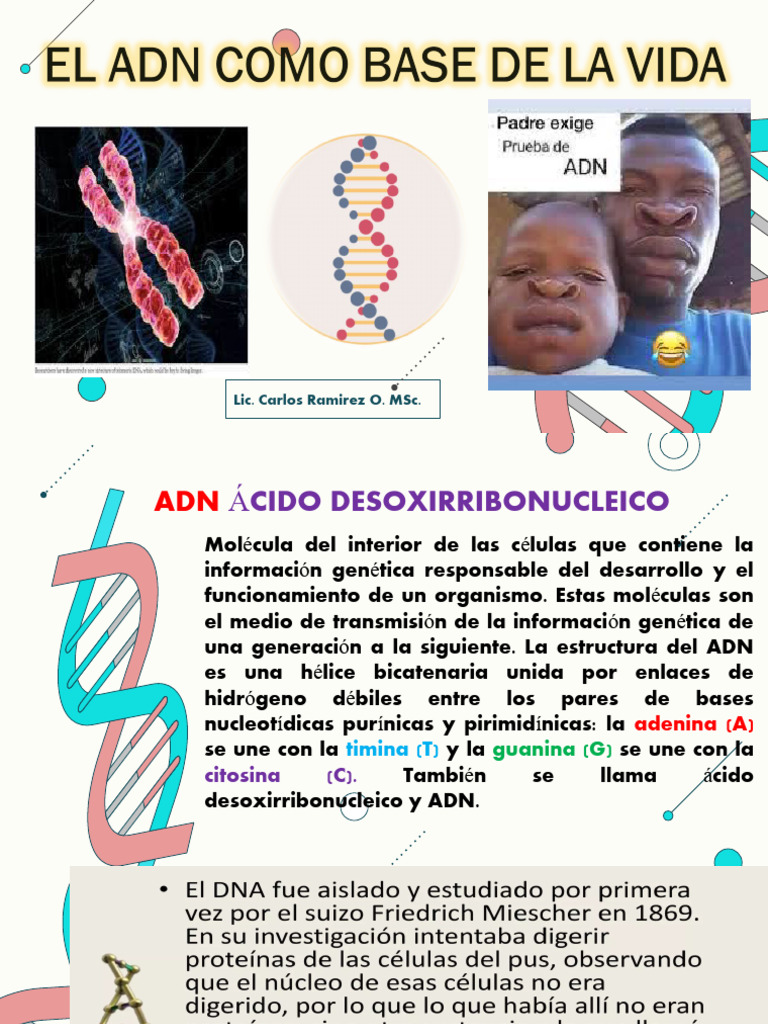 ADN: Estructura y Función Genética | PDF | Adn | La transcriptasa inversa