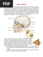 Inervação dos Nervos Maxilares e Mandibulares | PDF | Boca | Sistema ...