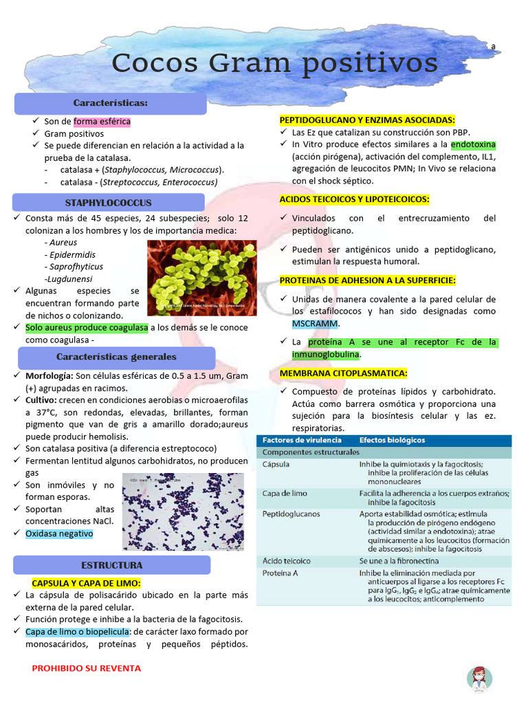 Cocos Gram Positivos | PDF | Staphylococcus Aureus | Estreptococo