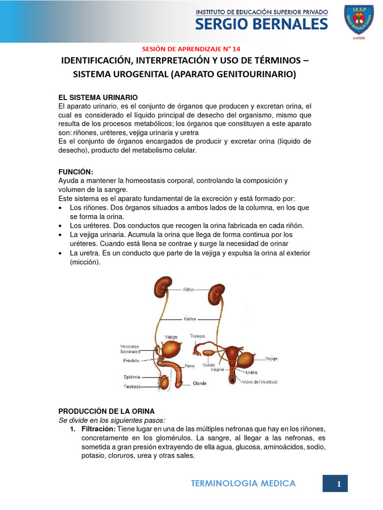 SESION 14 TERMINOLOGIA MEDICA-1 | PDF | Sistema urinario | Orina