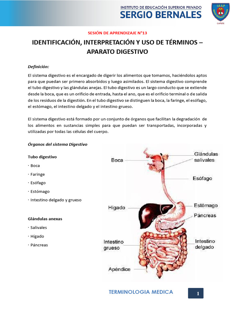 SESION 13 TERMINOLOGIA MEDICA | PDF | Sistema digestivo humano | Digestión
