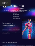 A34 Compartimentos Musculares Del Brazo y Antebrazo DR Daniel Lopez ...