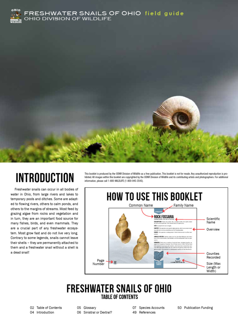 Freshwater Snails of Ohio Pub 5512 | PDF | Molluscs
