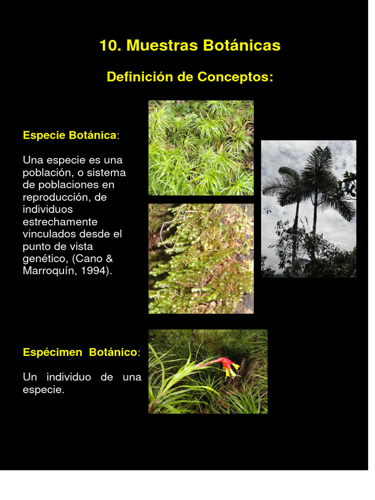 Muestras Botanicas | PDF | Botánica | Biología