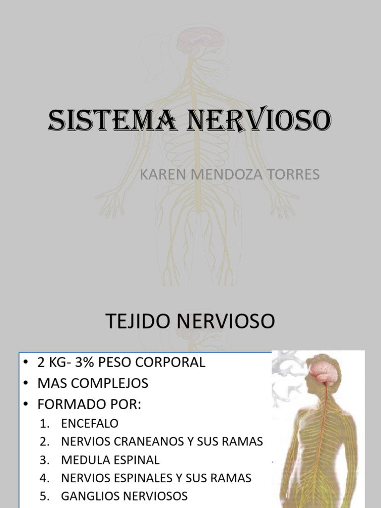 Sistema Nervioso | PDF | Sistema nervioso | Médula espinal