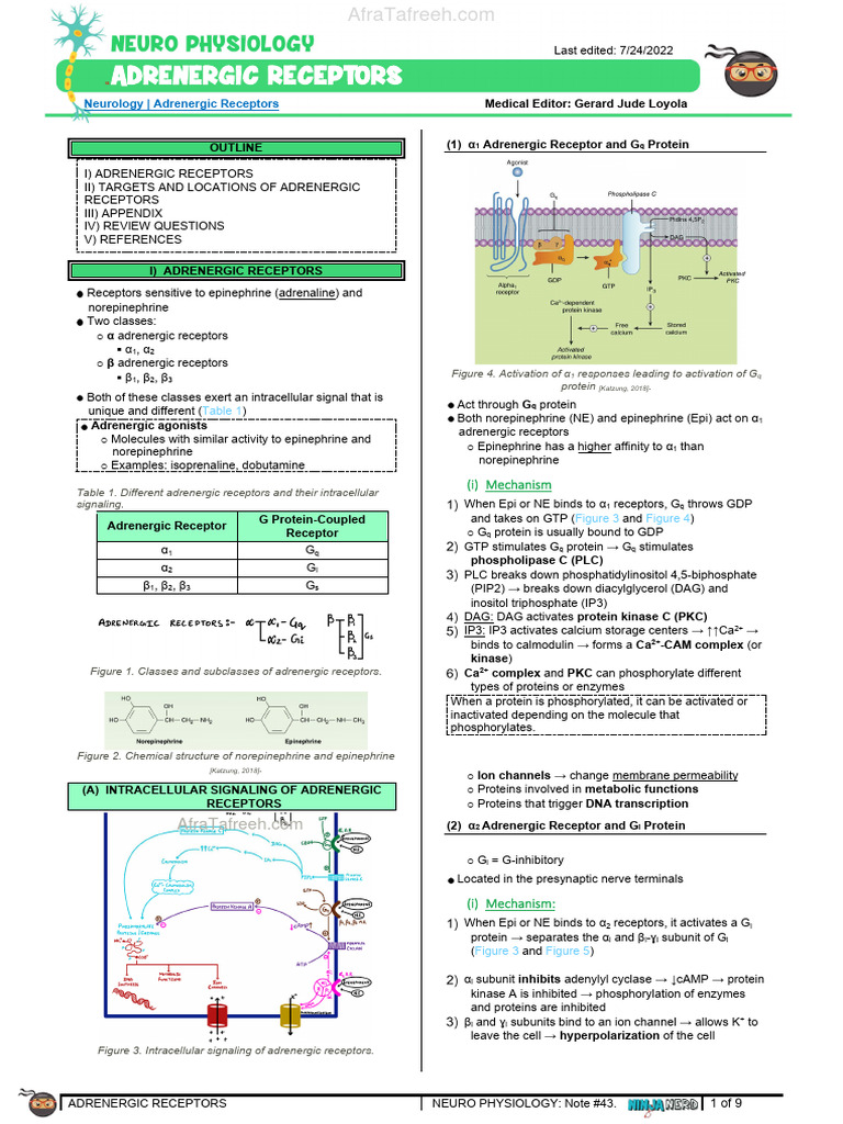 Adrenergic Receptors Atf | PDF | Angiotensin | Vasodilation