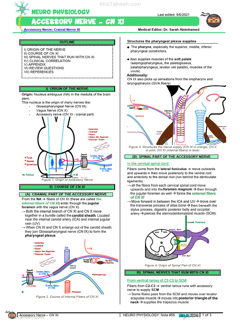 Accessory Nerve- Cranial Nerve XI atf | Download Free PDF | Nervous ...