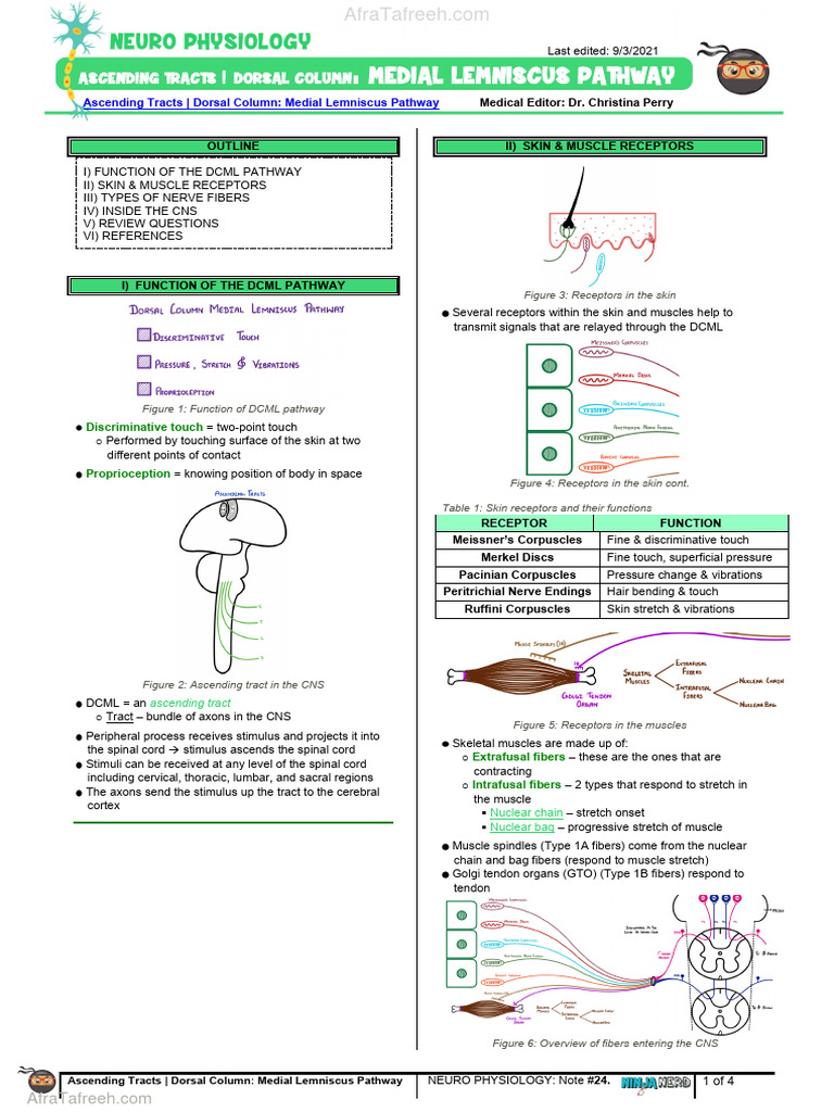 Ascending Tracts Dorsal Column - Medial Lemniscus Pathway Atf | PDF ...