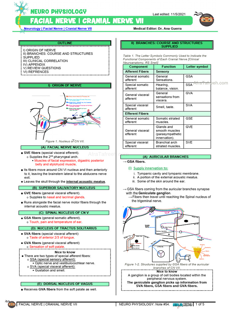 Facial Nerve - Cranial Nerve VII Atf | PDF | Human Head And Neck | Anatomy