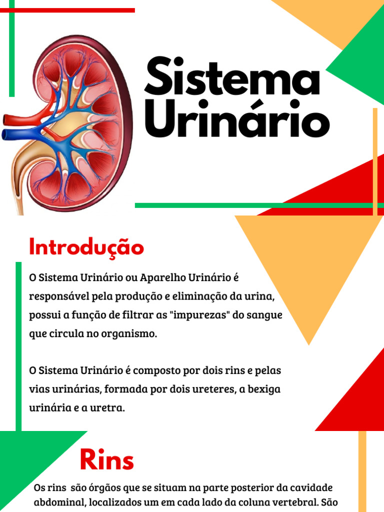 Sistema Urinário. | Download grátis PDF | Rim | Sistema urinário