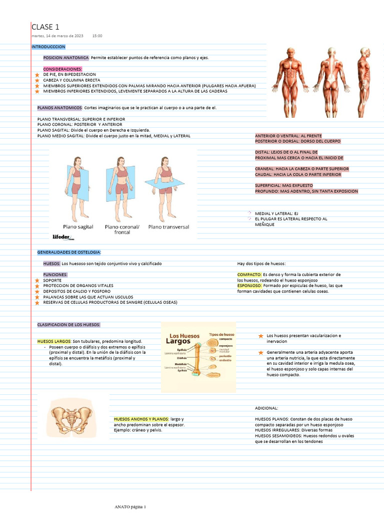 Anatomía y Funciones del Sistema Óseo | PDF | Vértebra | Hueso