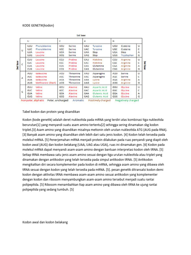 Tabel Kodon dan Asam Amino dalam RNA | PDF | Sains & Matematika