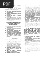 Anatomía del Aparato Reproductor del Toro | PDF | Testículo | Sistema ...