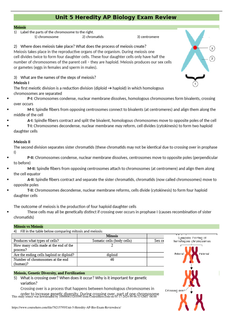 Unit 5 Heredity AP Bio Exam Review | PDF | Dominance (Genetics) | Meiosis