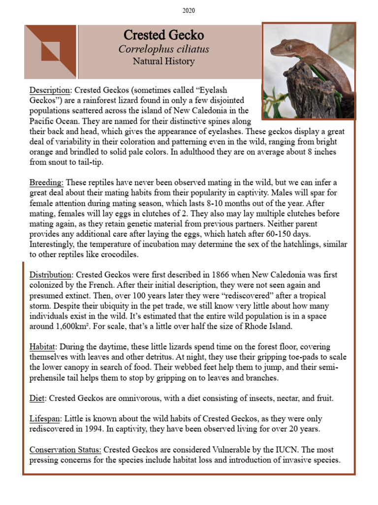Crested-Gecko-Natural-History-PDF | PDF | Zoology