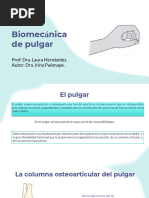 Anatomía e Inervación de la Mano | PDF | Mano | Anatomía humana