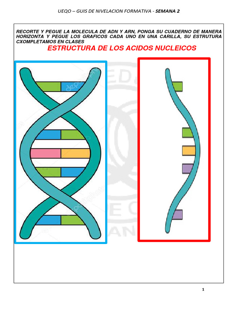 Adn-Arn Para Completar | PDF
