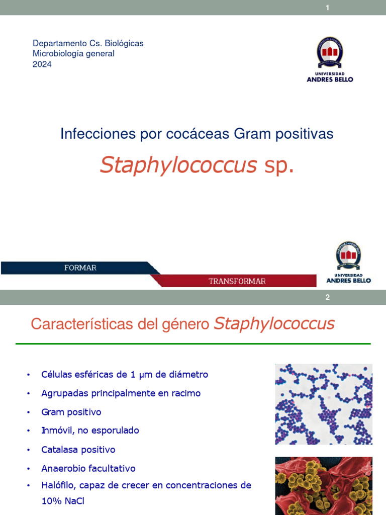 Staphylococcus (C9) | PDF | Staphylococcus Aureus | Medicina CLINICA