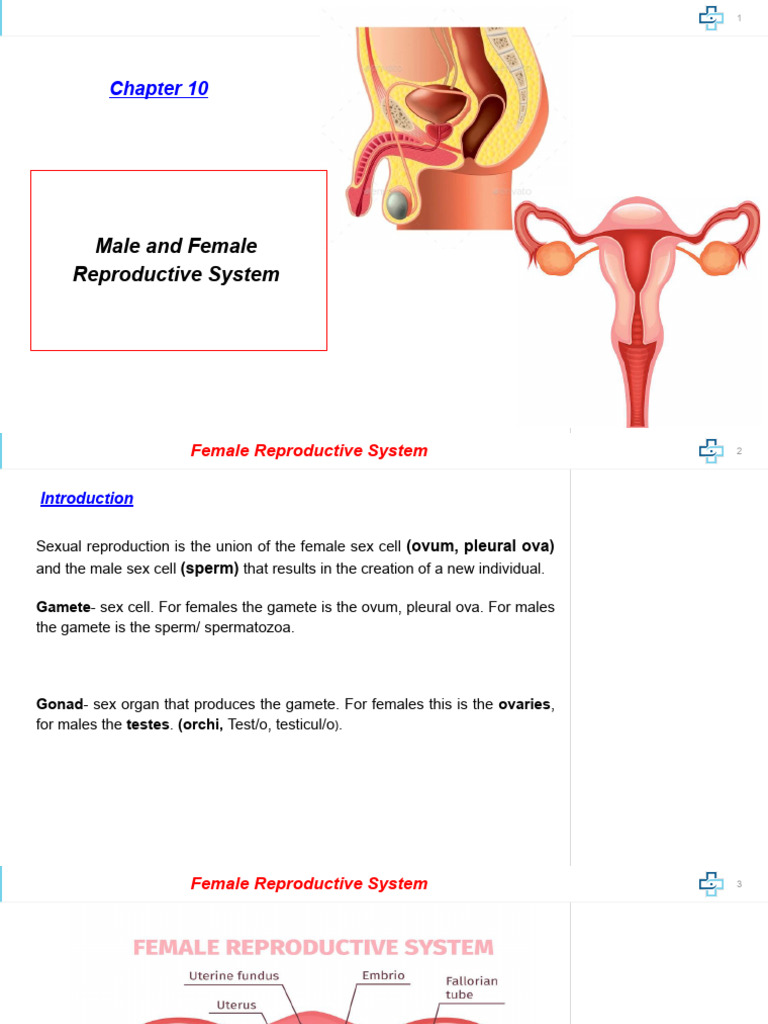Revised Reproductive System | PDF | Menstrual Cycle | Uterus