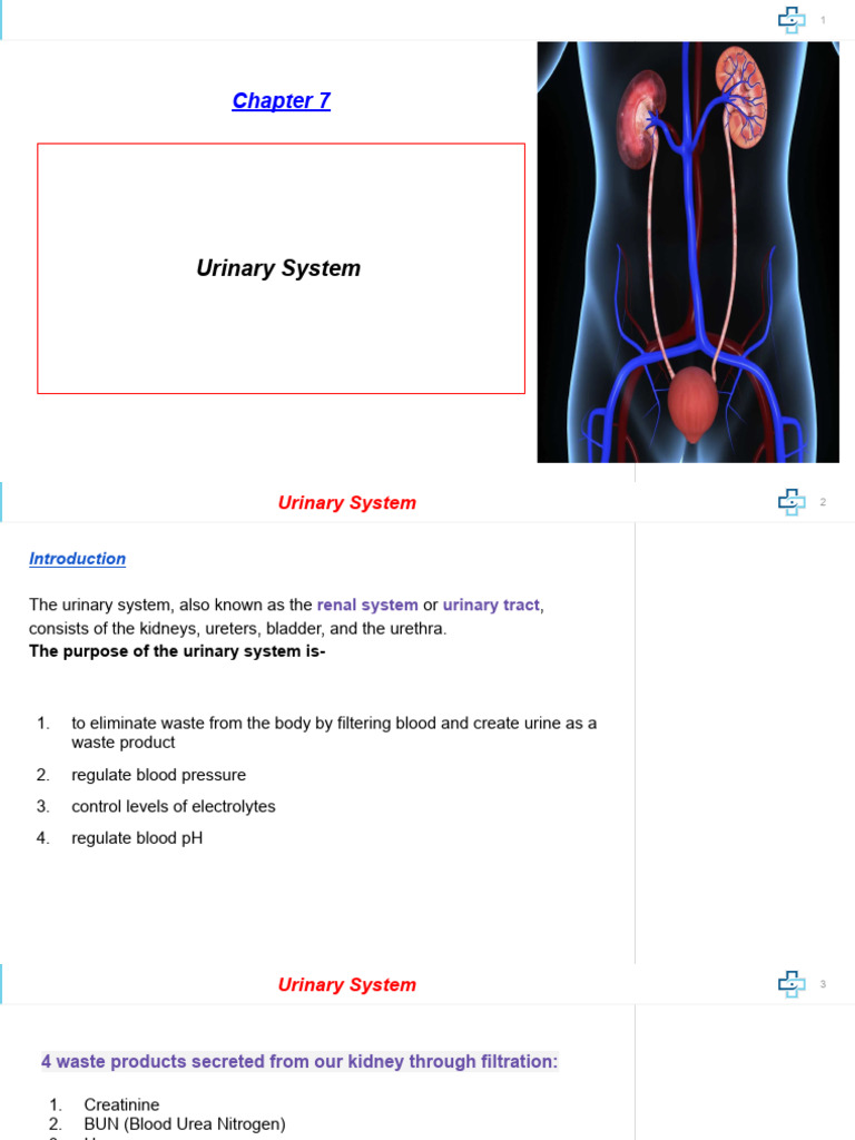 Revised Chapter-7 - Google Slide - Urinary System | PDF | Urinary ...