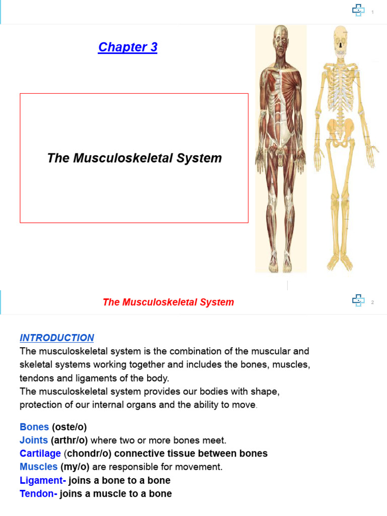 Musculoskeletal System Overview | PDF | Vertebral Column | Anatomical ...
