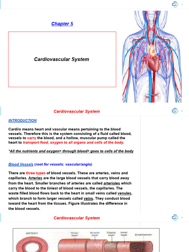 Revised Chapter-6 - Google Slide - Cardiovascular System | PDF | Heart ...
