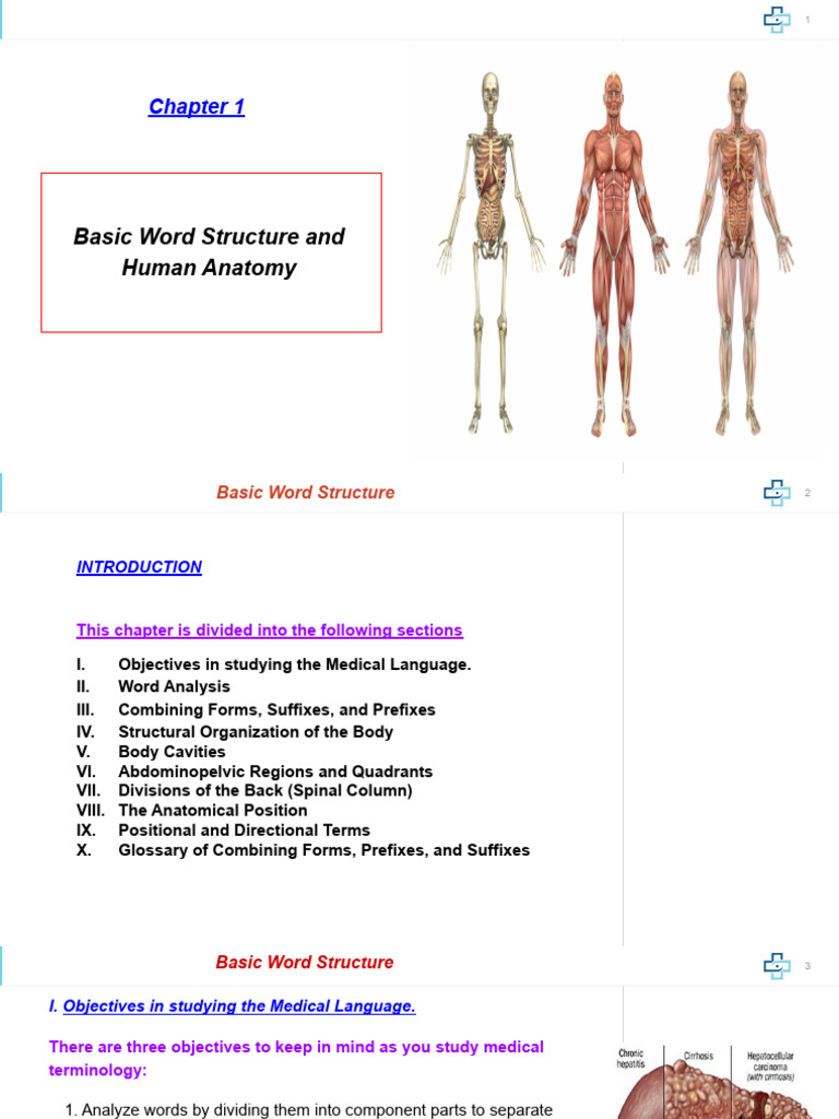 Revised - Chapter-1 - Basic Word Structure and Human Anatomy | PDF ...