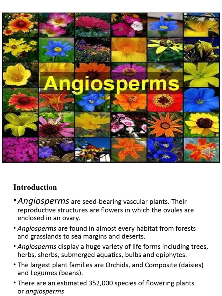The Angiosperms | PDF | Flowers | Petal