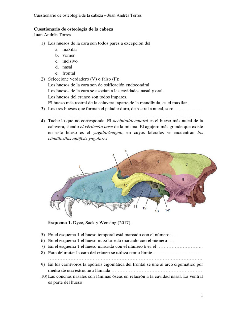 Osteología De La Cabeza Descargar Gratis Pdf Anatomía Humana