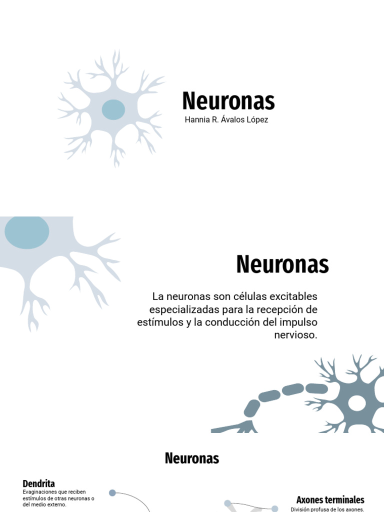 Neuronas HANN | Descargar gratis PDF | Axon | Neurona