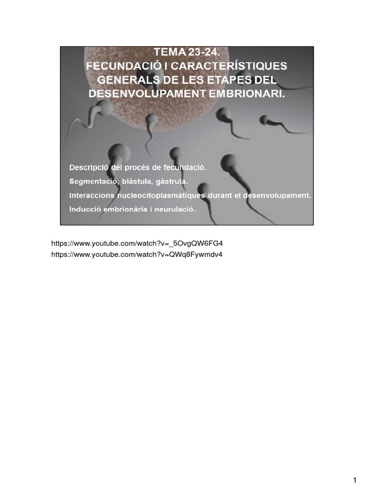 Tema 23-24. Fecundació I Desenvolupament Embrionari | PDF ...