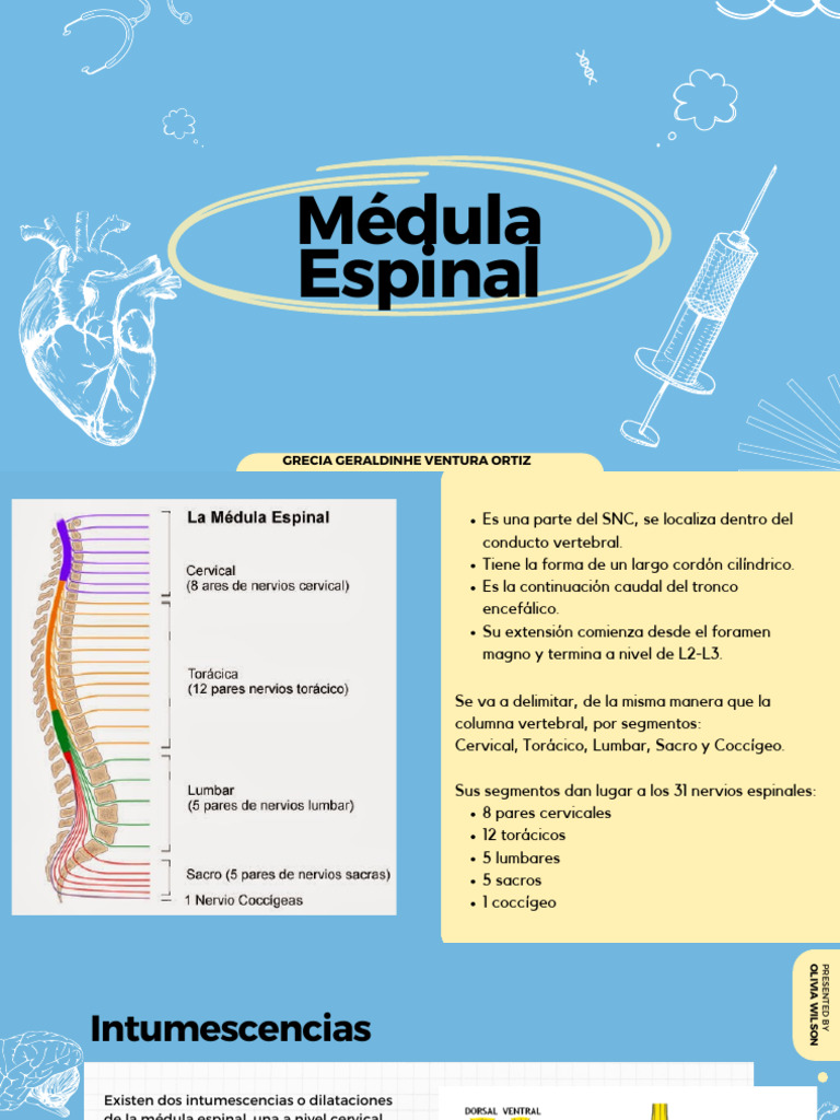 Medula Espinal | PDF | Médula espinal | Sistema nervioso