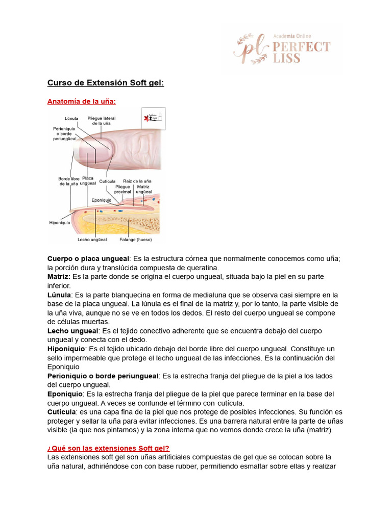 Curso de Extensión Soft Gel:: Anatomía de La Uña | PDF | Clavo ...