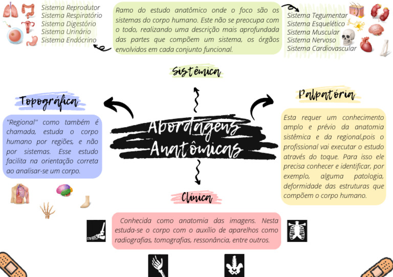 AV1 Anato. Hum. - Mapa Conceitual - Abordagens Anatômicas | PDF