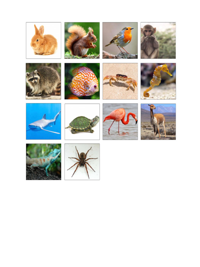 Imagenes Animales e Insectos | PDF