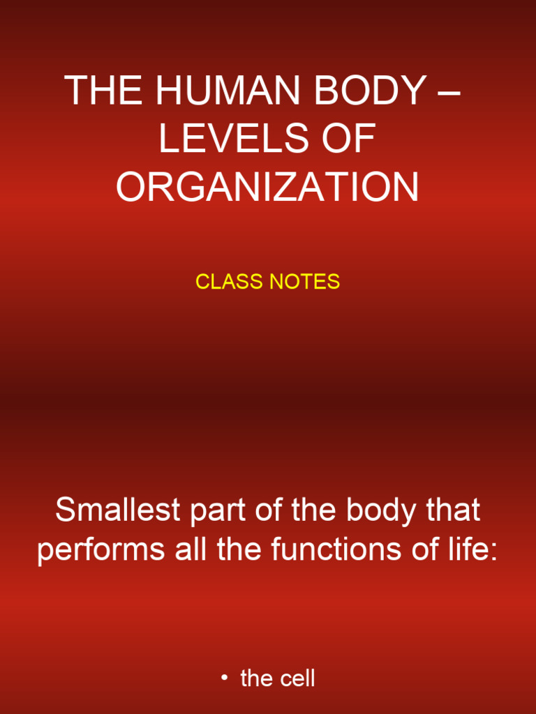 04-01 The Human Body | PDF | Human Body | Tissue (Biology)