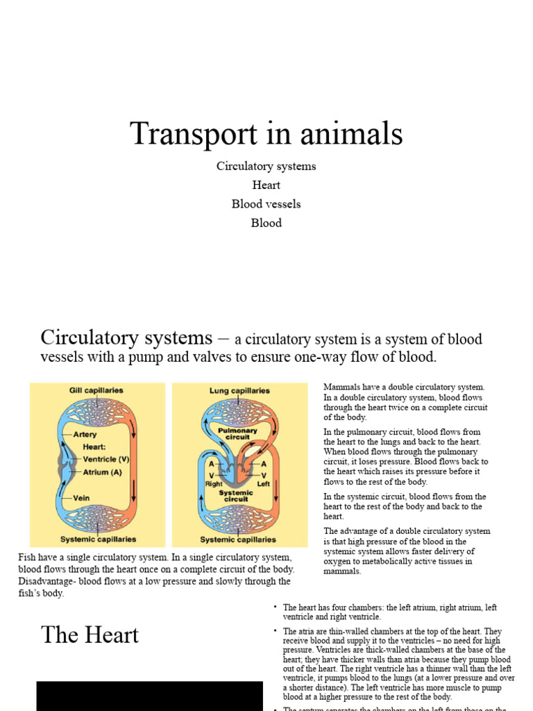Transport in Animals | PDF | Heart | Atrium (Heart)