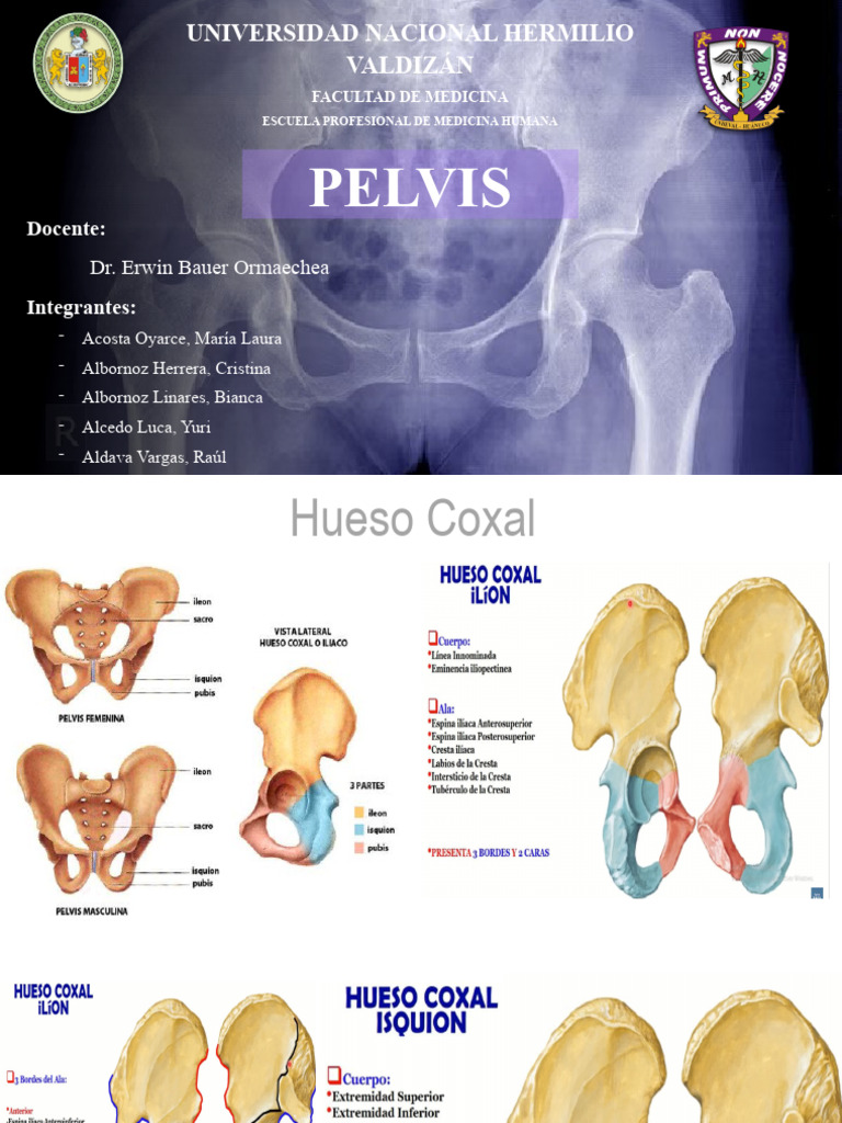 Pelvis Grupo1 | PDF | Pelvis | Anatomía humana