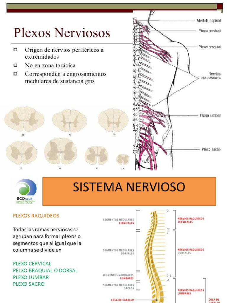 Plexos Nerviosos | PDF