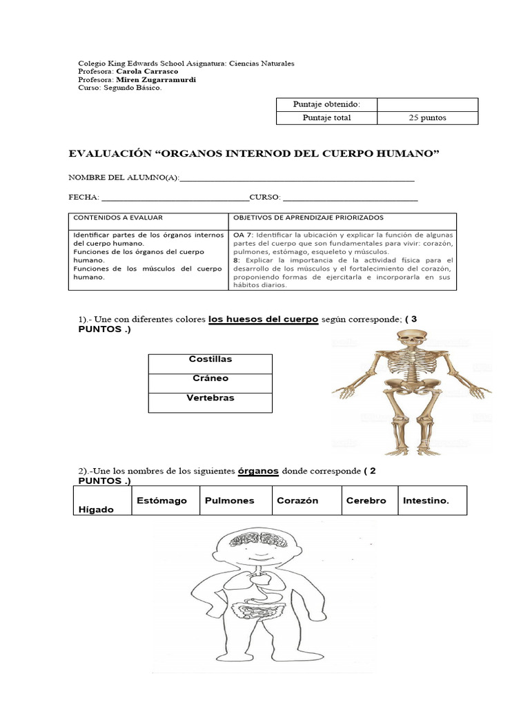Pruebas Organos Internos | PDF | Corazón | Músculo