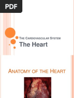 The Heart Valves - Tricuspid - Aortic - Mitral - Pulmonary ...