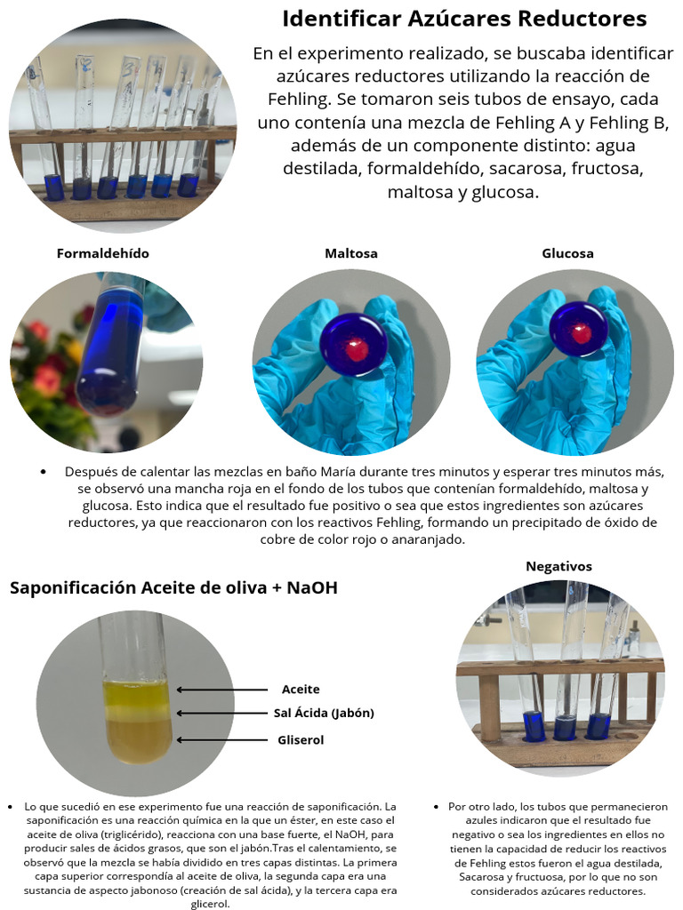 Lab estructura y tubos | PDF | Glucosa | Sacarosa