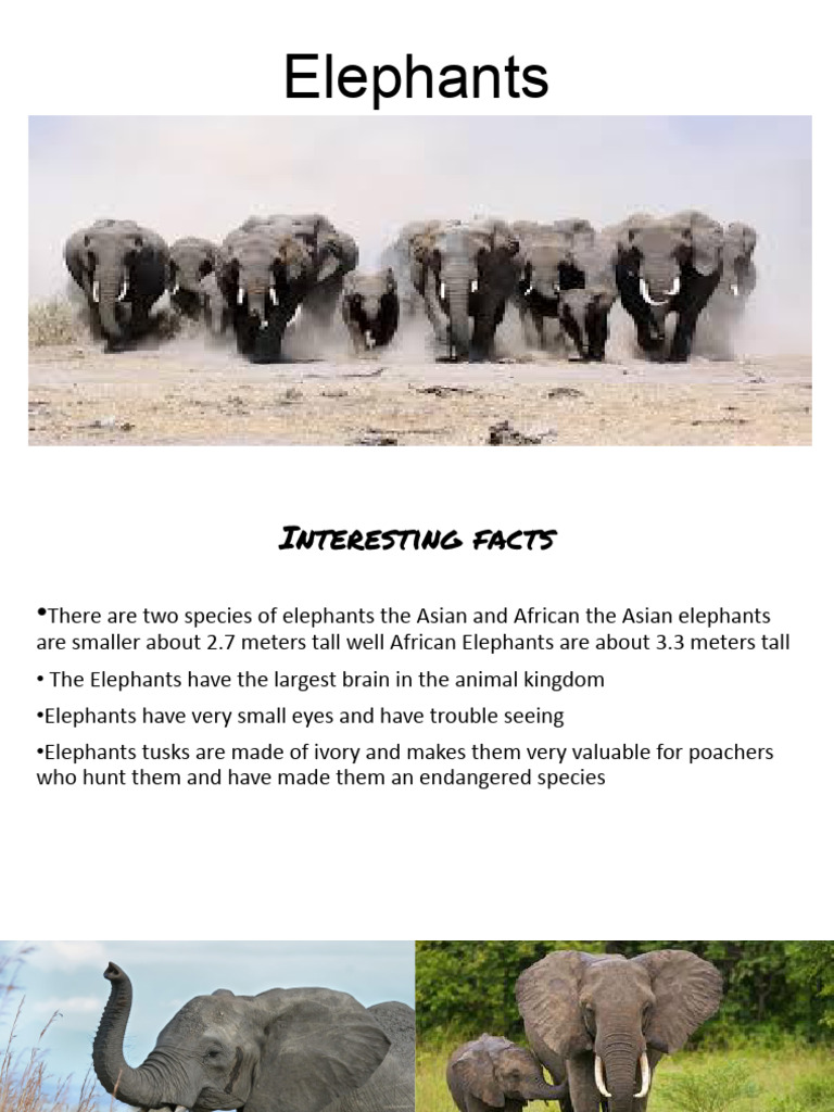 Elephants | PDF